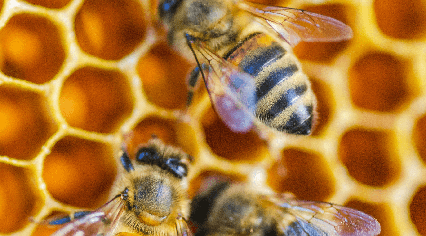 Discovering Bee Diversity: Native vs. Africanized Bees – Happy Bees Market