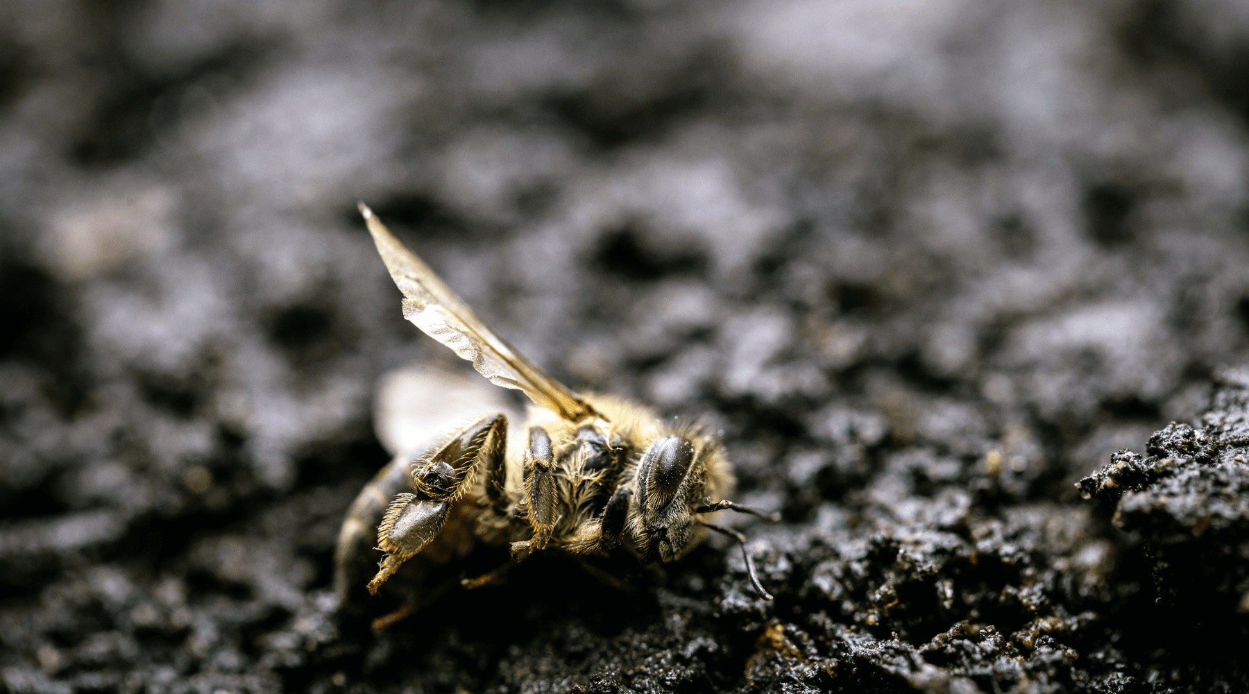 Buzzworthy Insights: Climate Change Impact on Bees 🐝 – Happy Bees Market