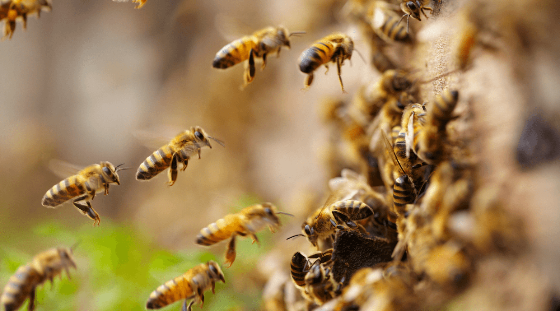 Unveiling Nature's Heroes: The Buzzing Importance of Bees 🐝 – Happy ...