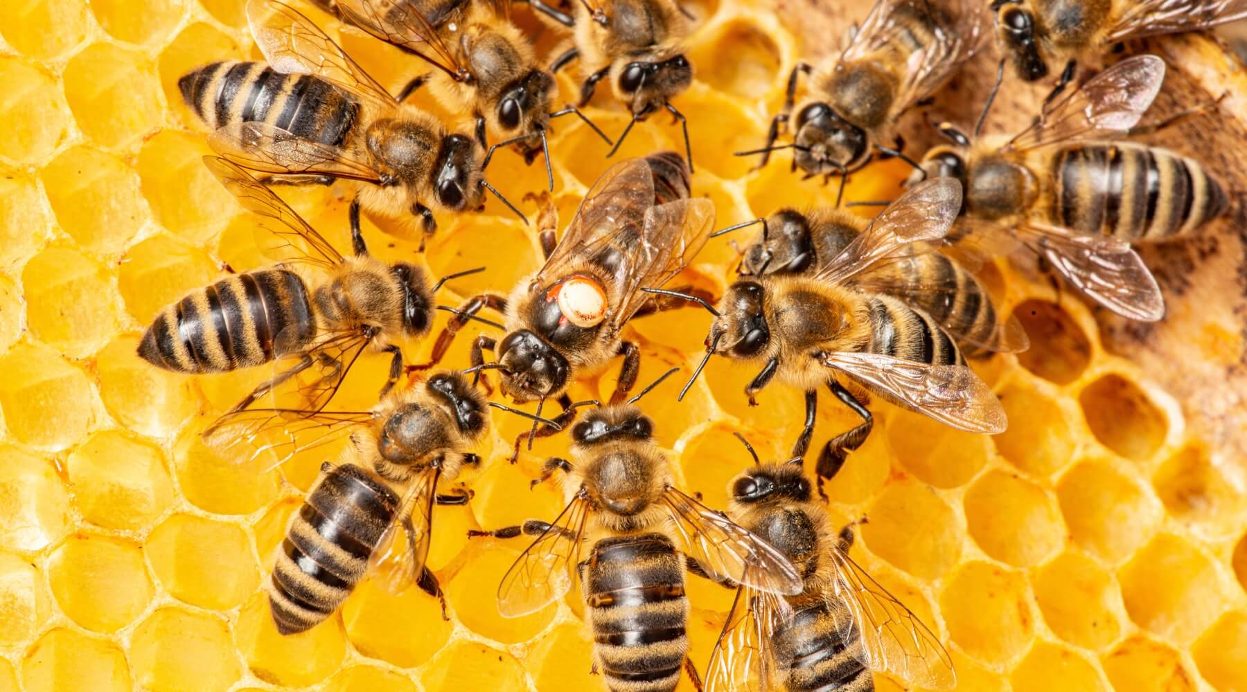 The Italian Bee Queen and Her Remarkable Colony: Gentle Workers and ...