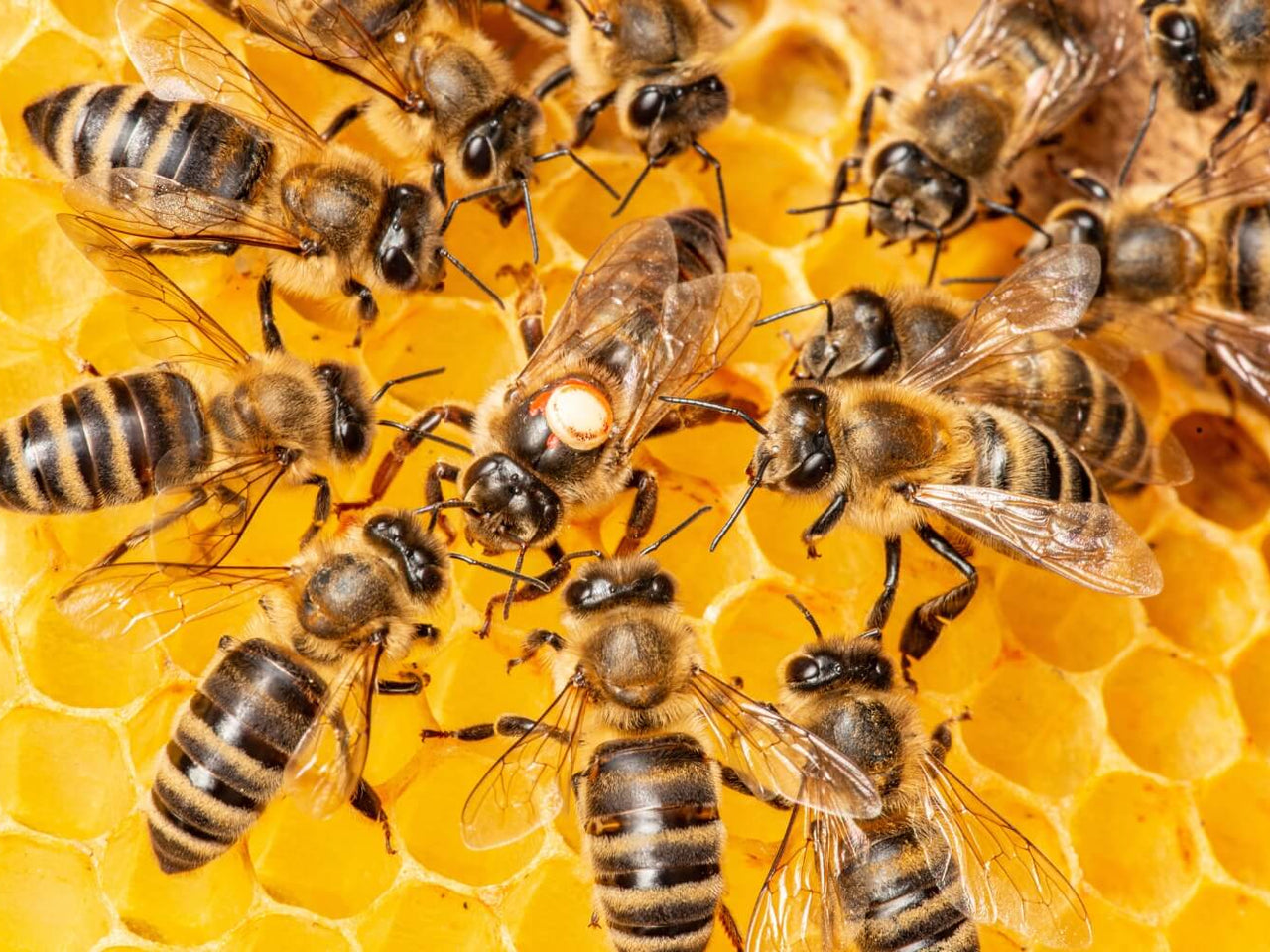 Bee Queen Cells: Types, Roles, and Their Importance in Swarming and ...