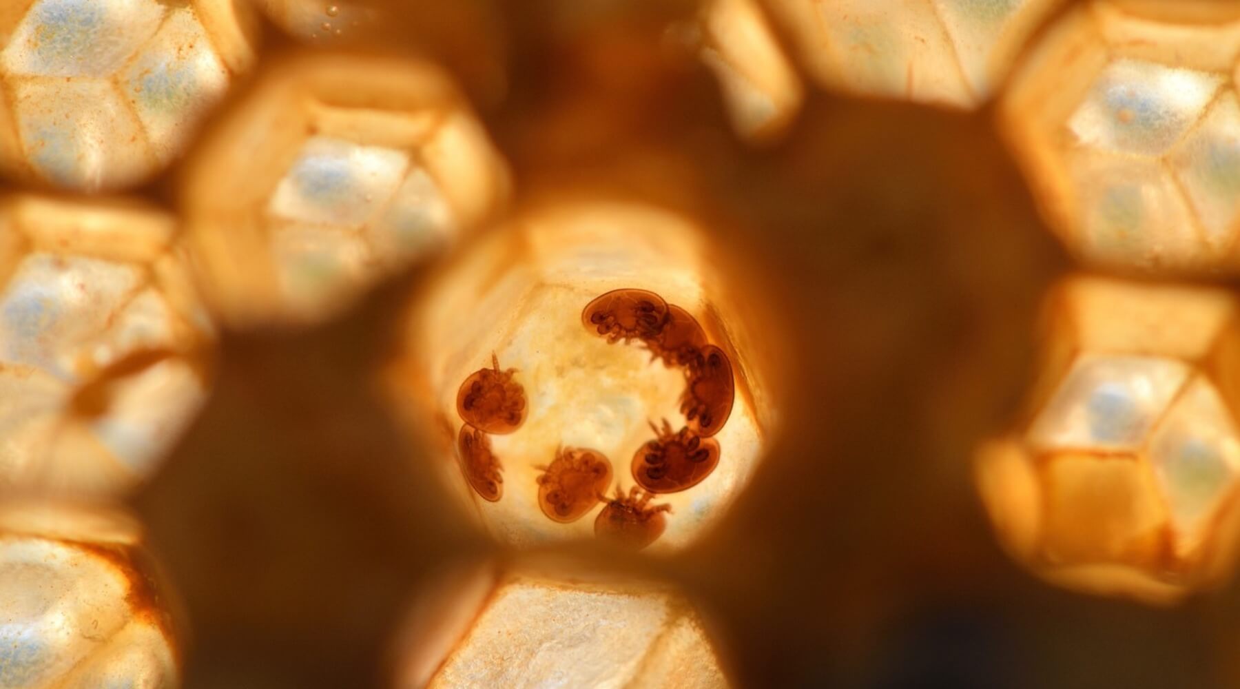 Essential Guide: Bee Mites & Beekeepers 🐝 Learn How to Protect Your ...