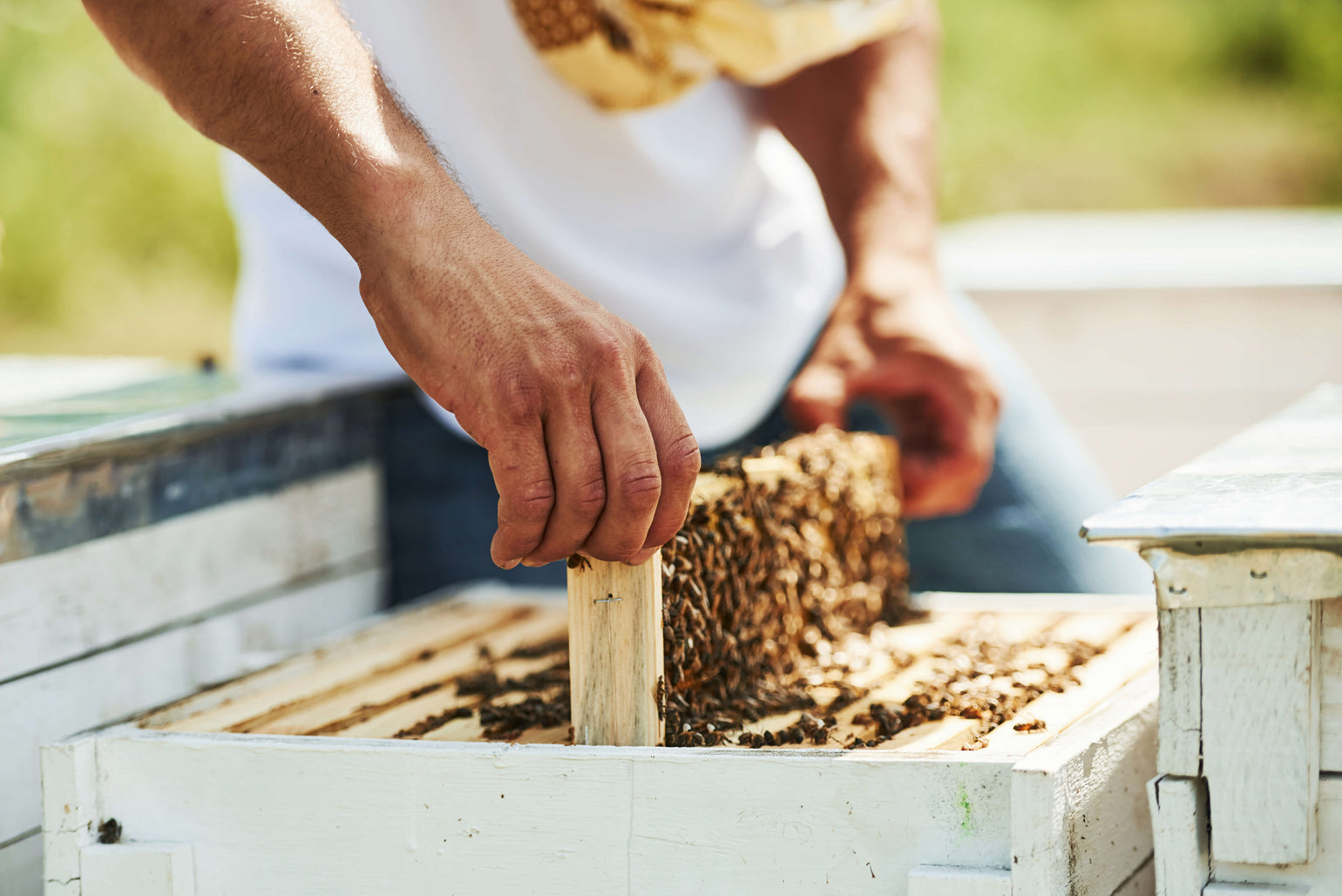 Raw Arizona Honey & Bee Pollen | Happy Bees Market